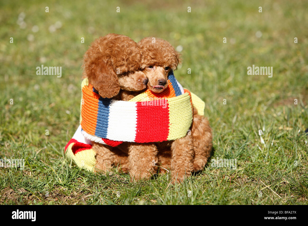 Miniature Poodle (Canis lupus f. familiaris), two puppies wrapped in a ...