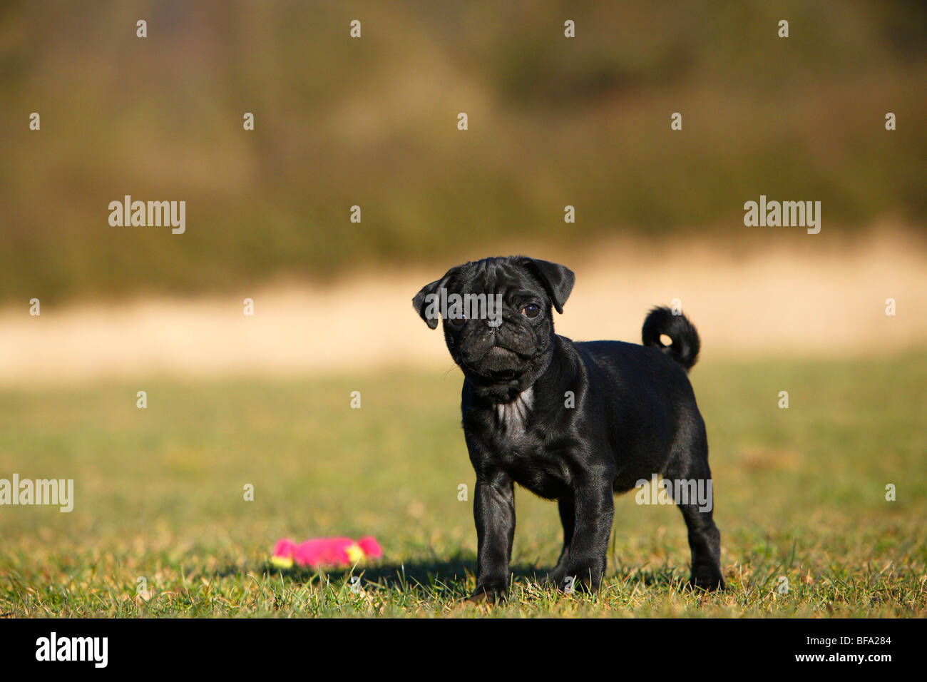 Why Are Black Pugs Rare