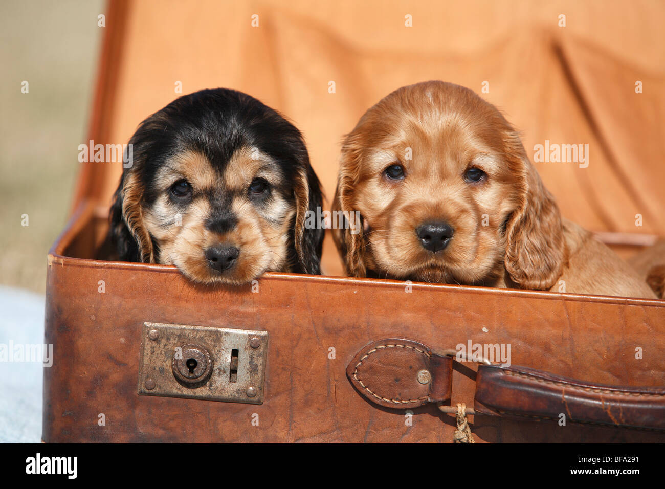Old english cocker spaniel hi-res stock photography and images - Alamy
