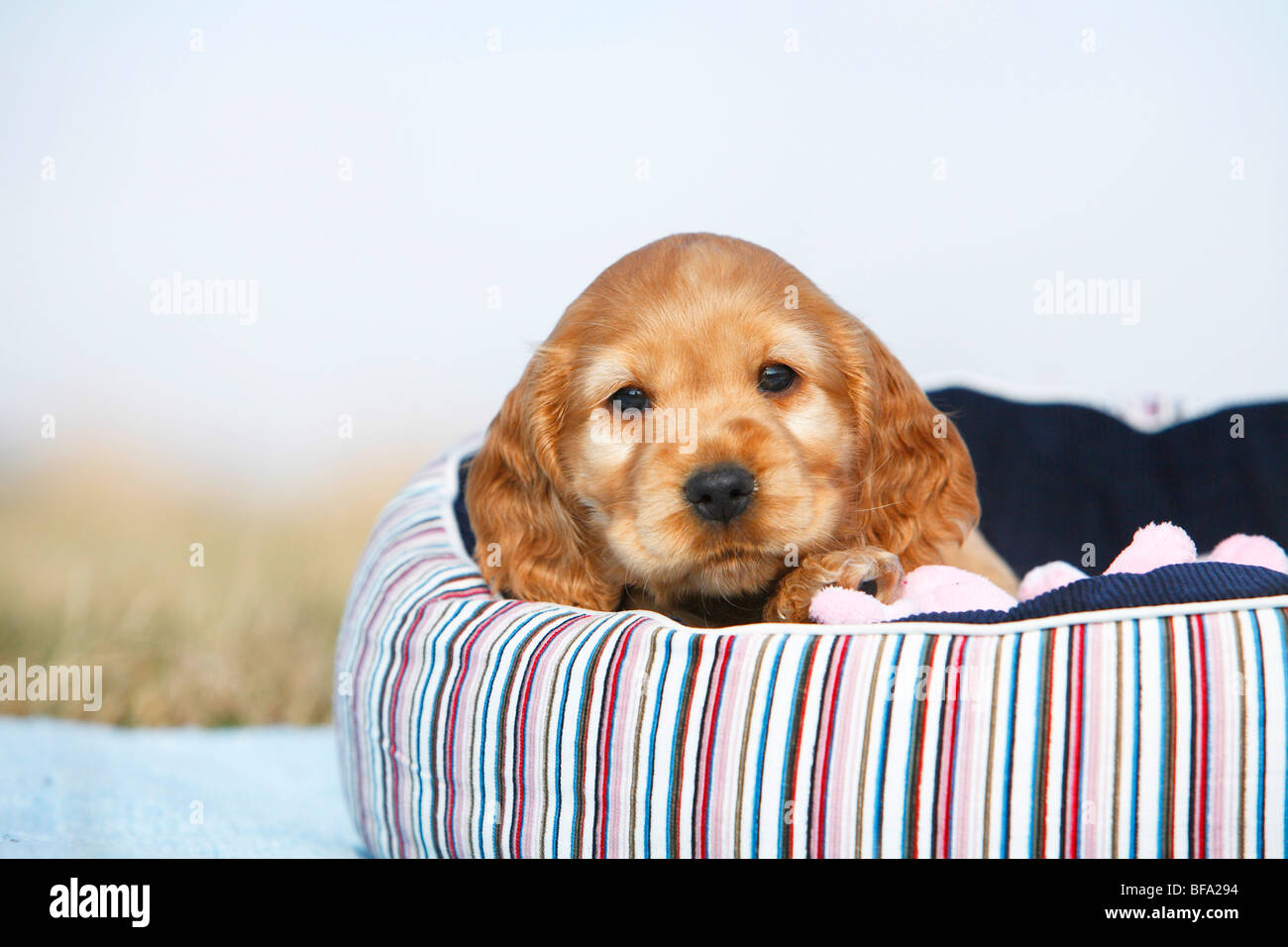 Sitting cocker spaniel canis hi-res stock photography and images - Alamy