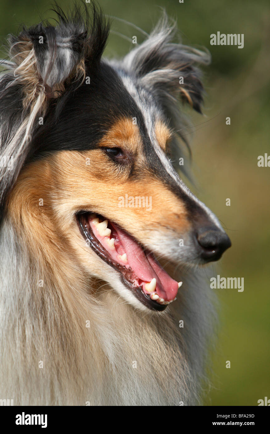 Rough collie hi-res stock photography and images - Alamy