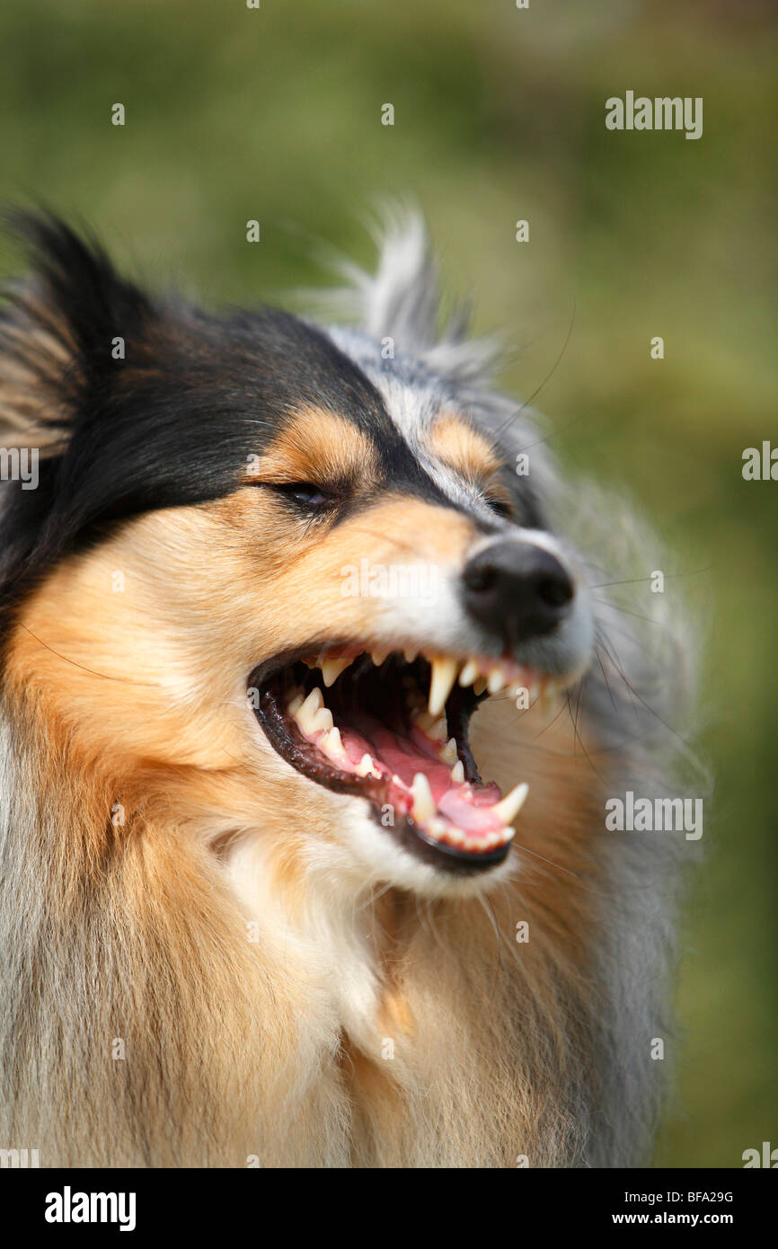 Rough collie hi-res stock photography and images - Alamy
