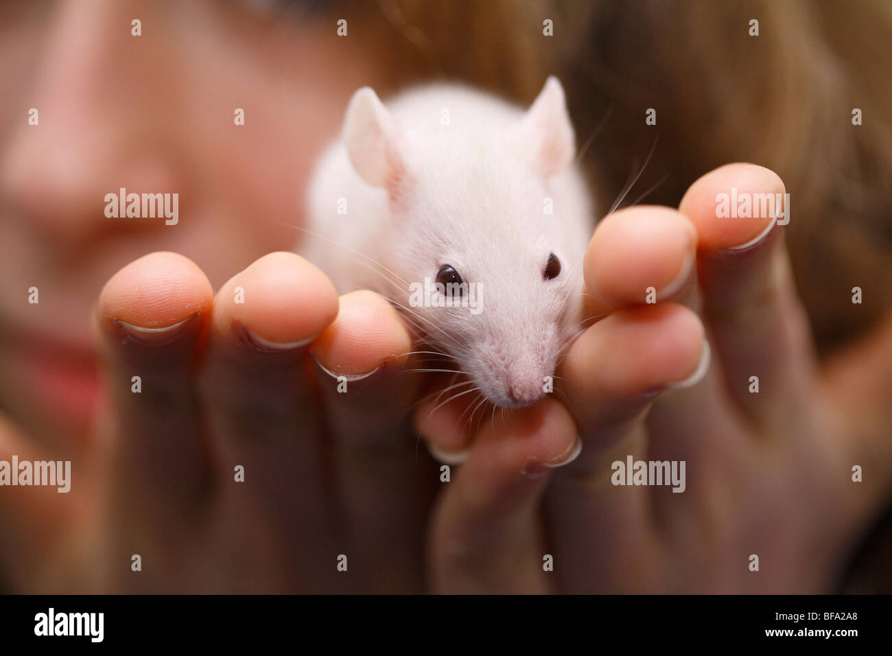 Fancy Rat, Brown rat (Rattus norvegicus domesticus, Rattus norvegicus ...