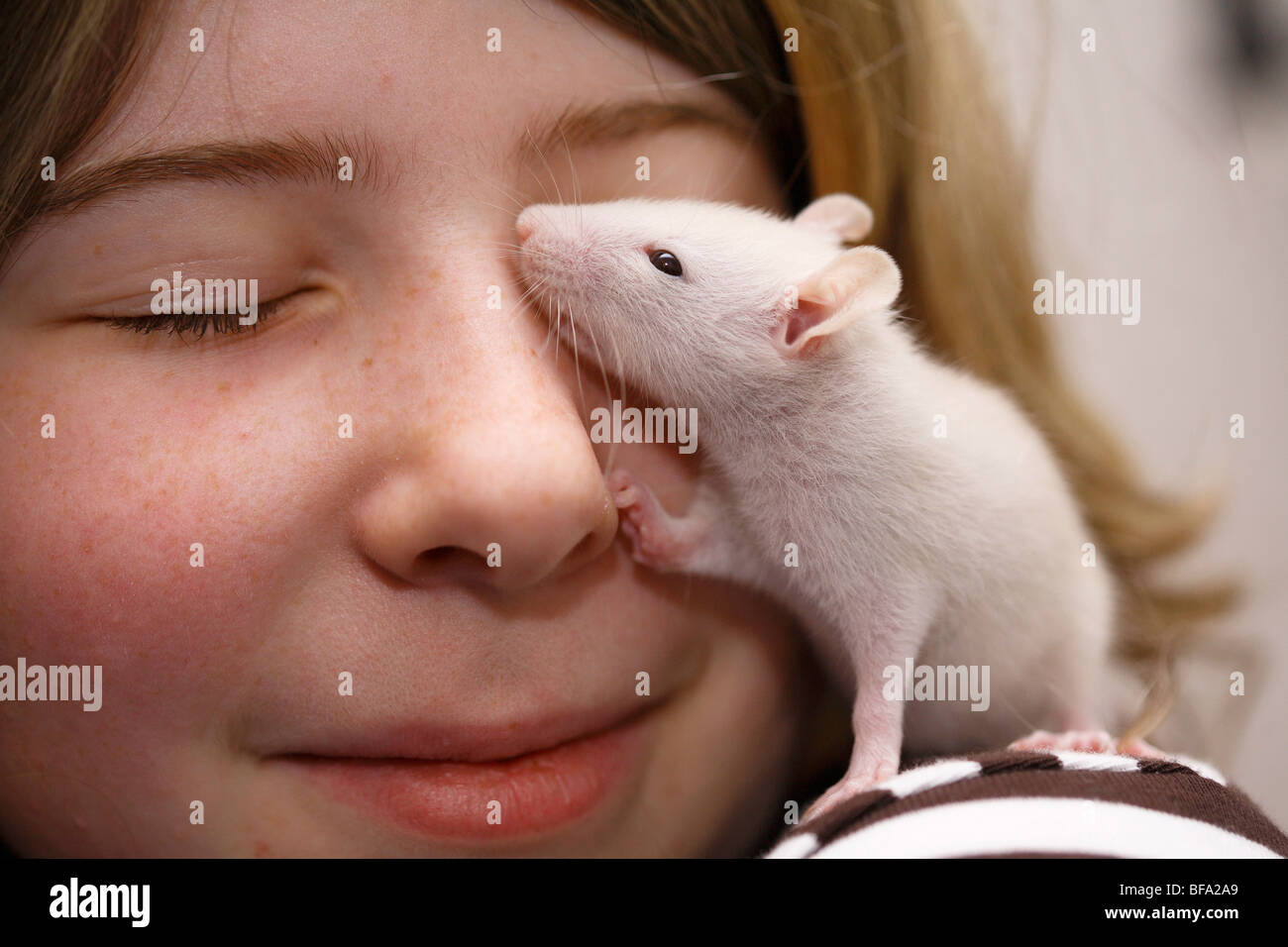 Fancy Rat, Brown rat (Rattus norvegicus domesticus, Rattus norvegicus ...