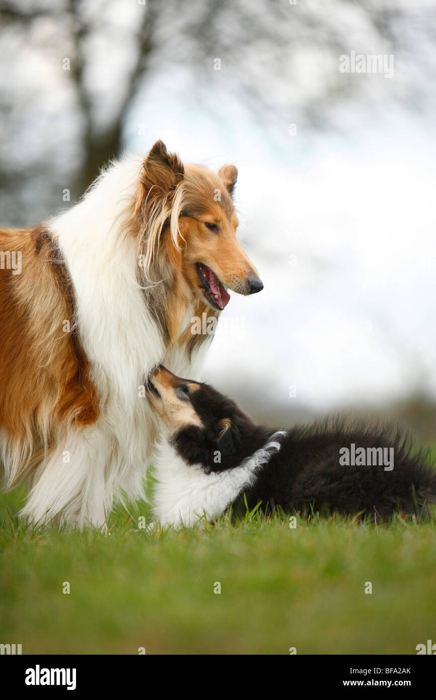 Rough collie hi-res stock photography and images - Alamy