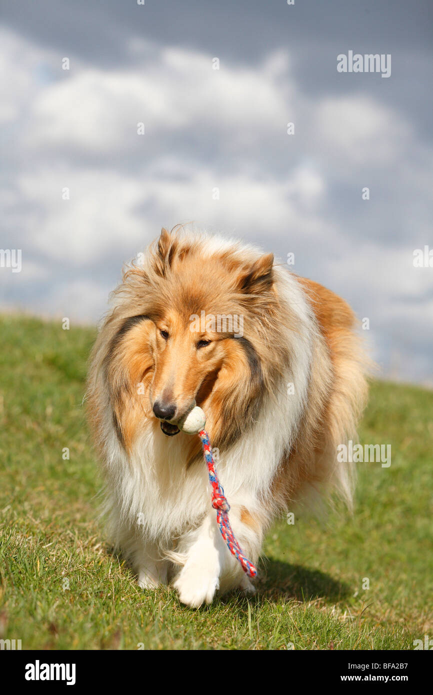 Rough Collie (Canis lupus f. familiaris), sable-white adult carrying a ...