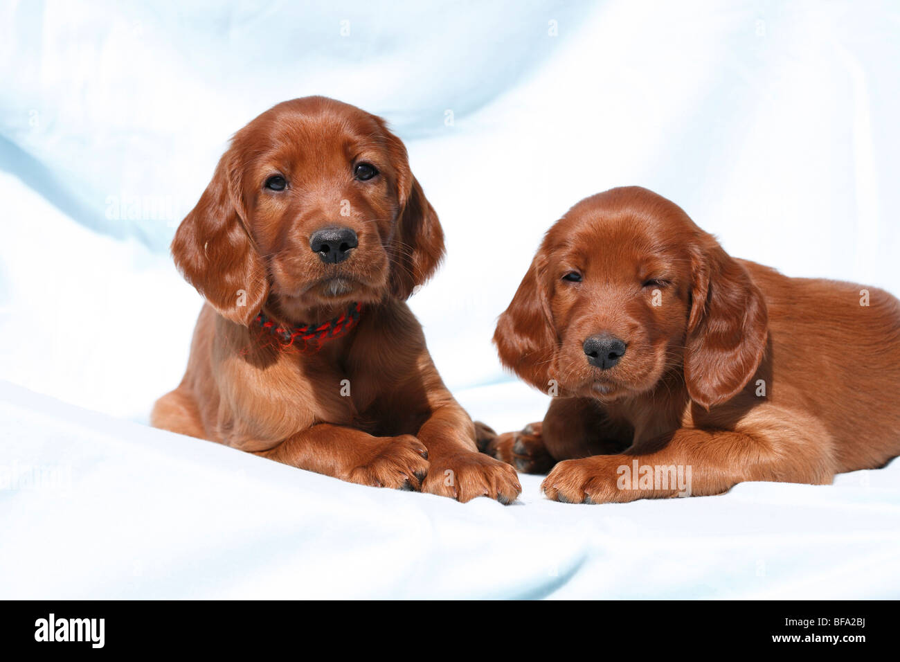 Red setter hi-res stock photography and images - Alamy