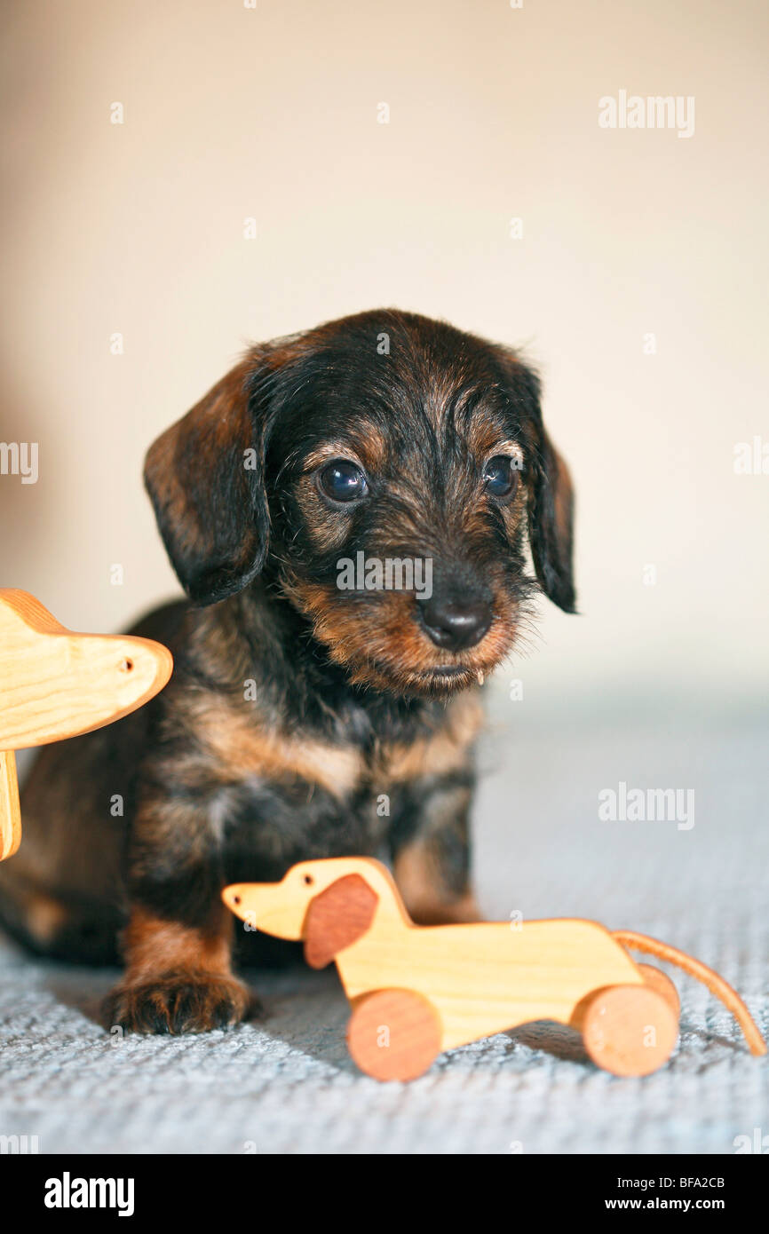 dachshund, sausage dog, domestic dog (Canis lupus f. familiaris), puppy ...