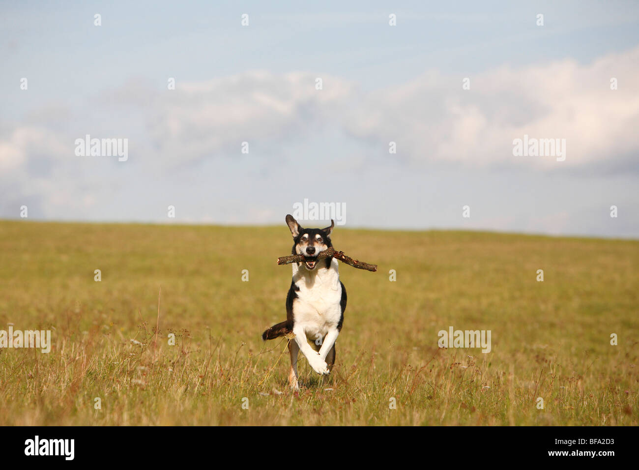 Short haired collie hi-res stock photography and images - Alamy