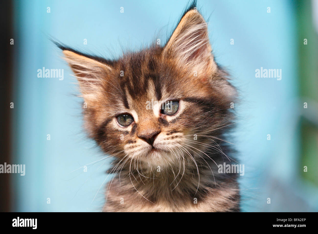 domestic cat, house cat, Maine Coon (Felis silvestris f. catus ...