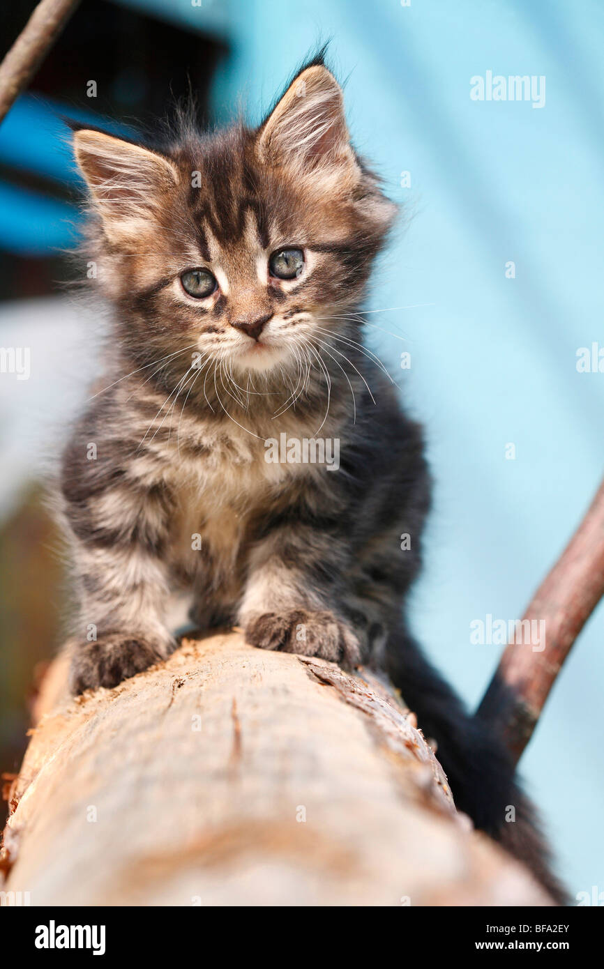domestic cat, house cat, Maine Coon (Felis silvestris f. catus), kitten ...