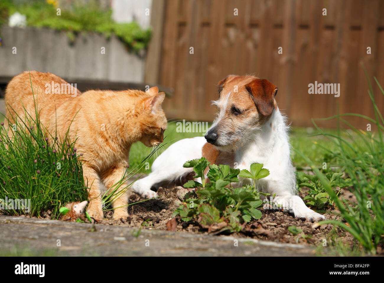 Kromfohrlaender (Canis lupus f. familiaris), lying in a flowerbed ...