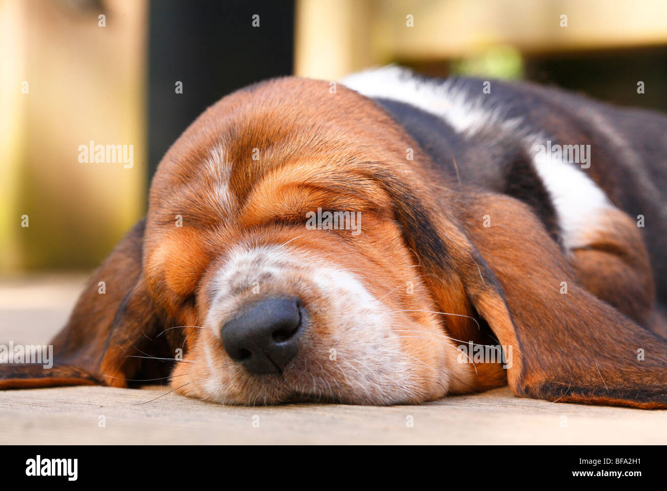Lying on a terrace sleeping hi-res stock photography and images - Alamy