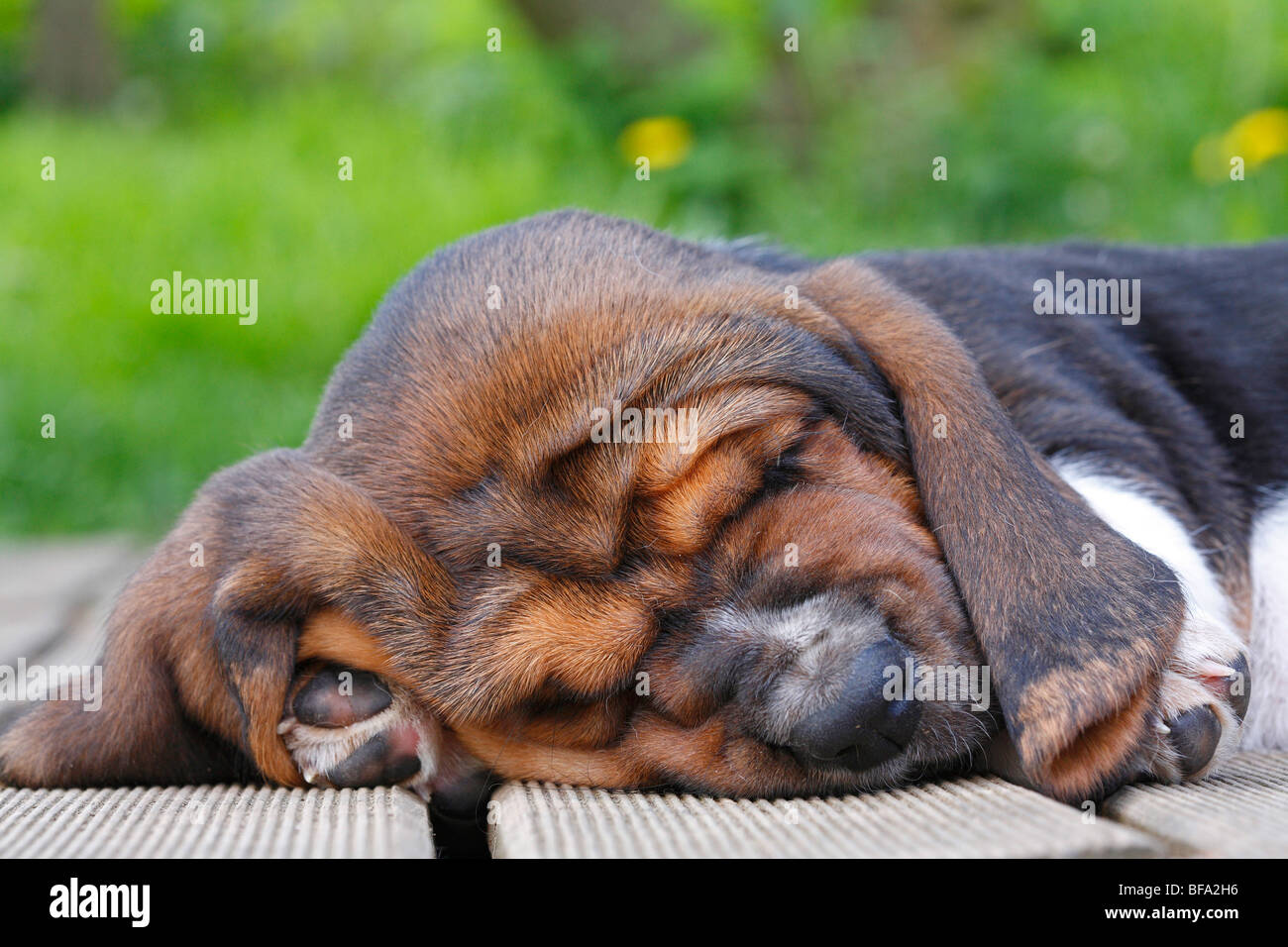 Basset Hound (Canis lupus f. familiaris), puppy lying on a terrace ...