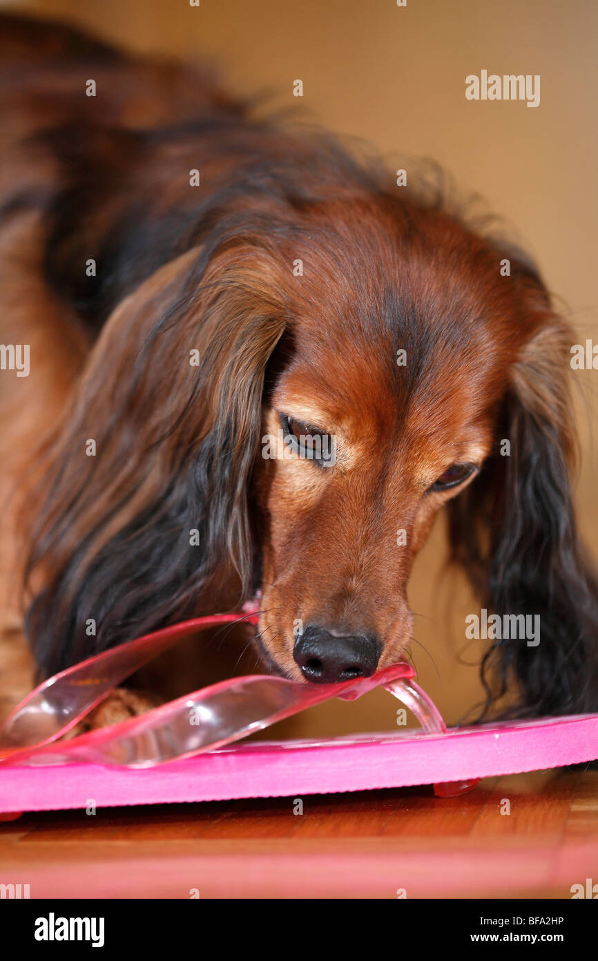 Dwarf sausage dog chewing on a flip flop hi-res stock photography and ...