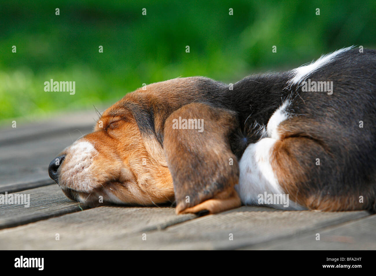 Basset Hound (Canis lupus f. familiaris), puppy lying on a terrace ...