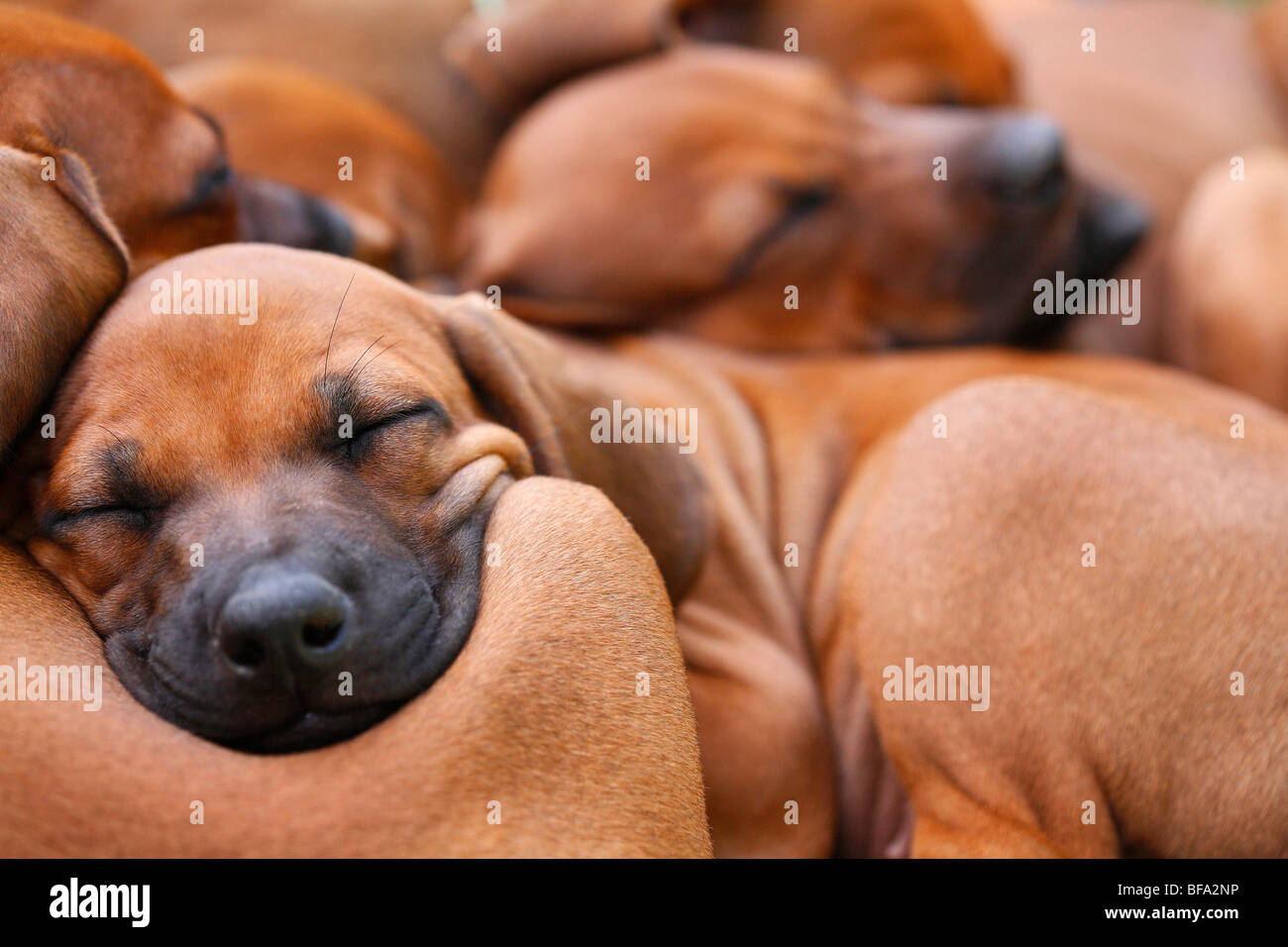 Rhodesian ridgeback puppies hi-res stock photography and images - Alamy