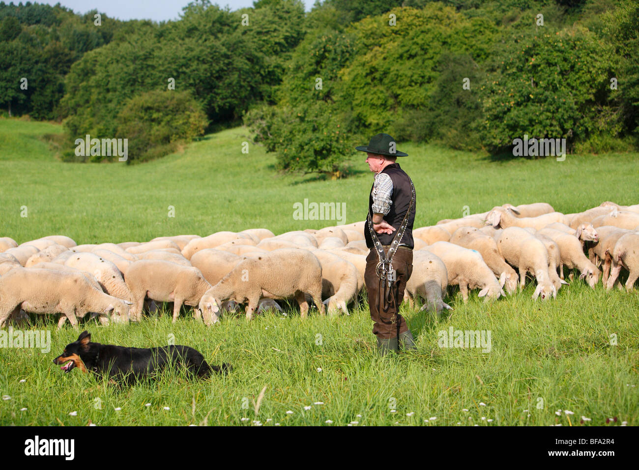 Sheep cane hi-res stock photography and images - Alamy