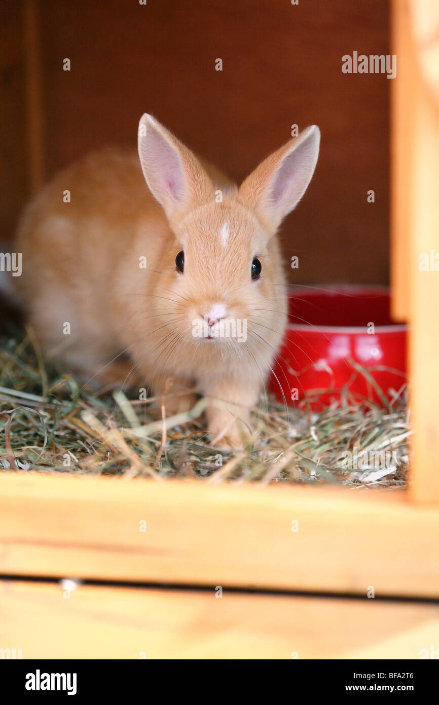 domestic rabbit (Oryctolagus cuniculus f. domestica), young animal ...