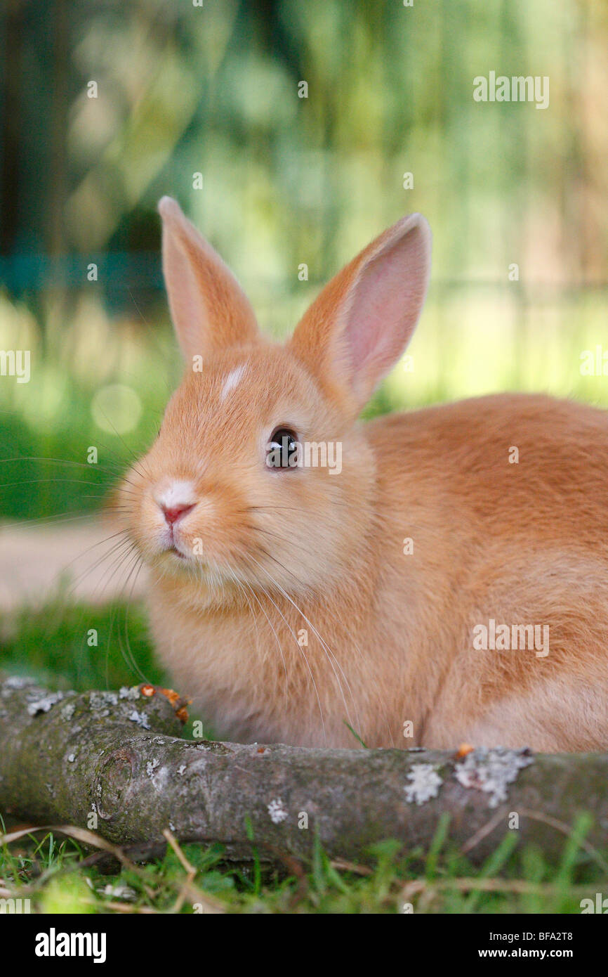 domestic rabbit (Oryctolagus cuniculus f. domestica), young animal ...