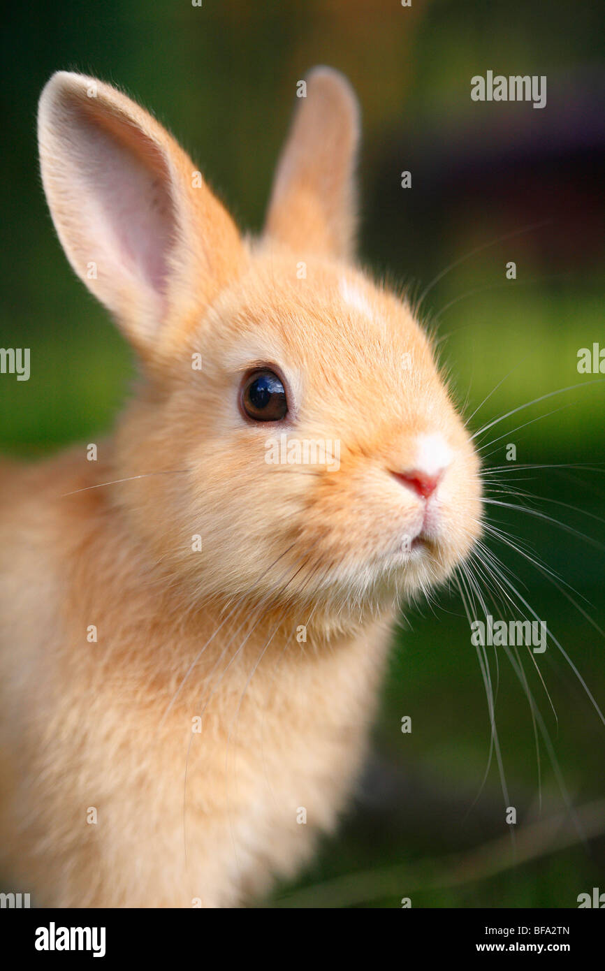 domestic rabbit (Oryctolagus cuniculus f. domestica), young animal ...