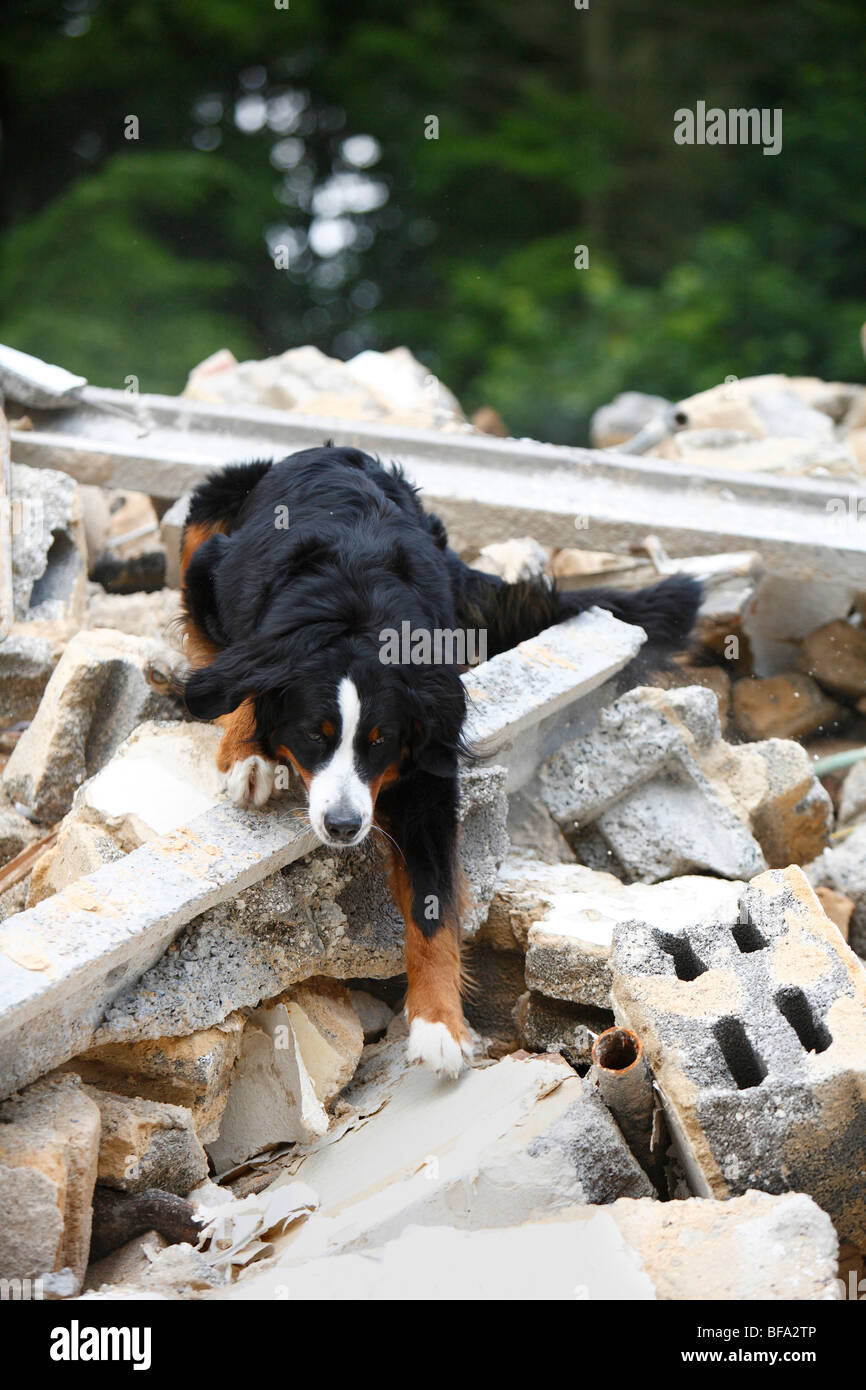 Bernese Mountain Dog (Canis lupus f. familiaris), climbing on rubble of ...