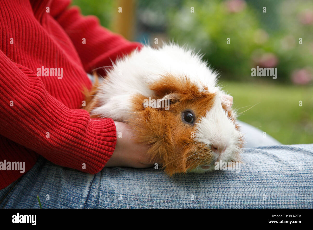 Cavia hi-res stock photography and images - Alamy
