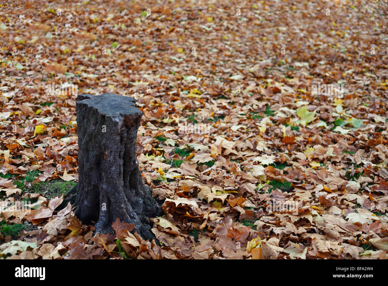 Chopped Tree Trunk High Resolution Stock Photography and Images - Alamy