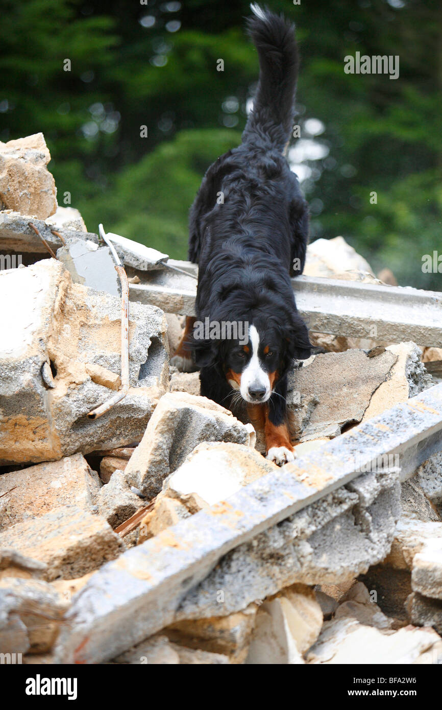 Bernese Mountain Dog (Canis lupus f. familiaris), climbing on rubble of ...