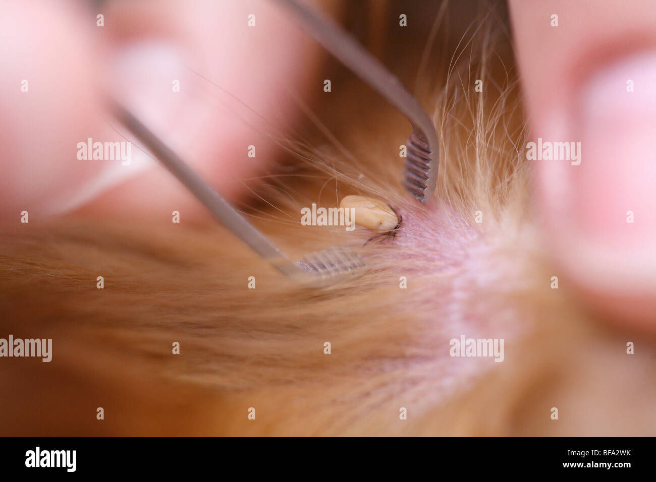 European castor bean tick, European sheep tick (Ixodes ricinus), tick ...