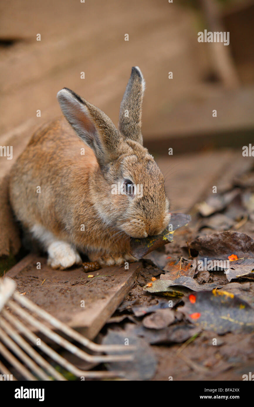 Eating a withered leaf hi-res stock photography and images - Alamy