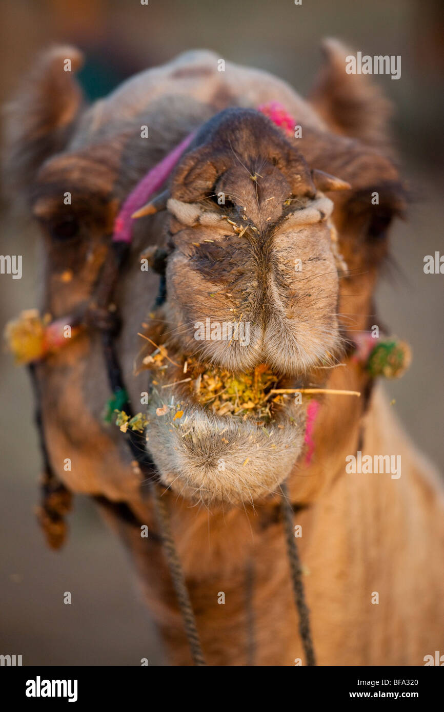 Chewing camel hi-res stock photography and images - Alamy