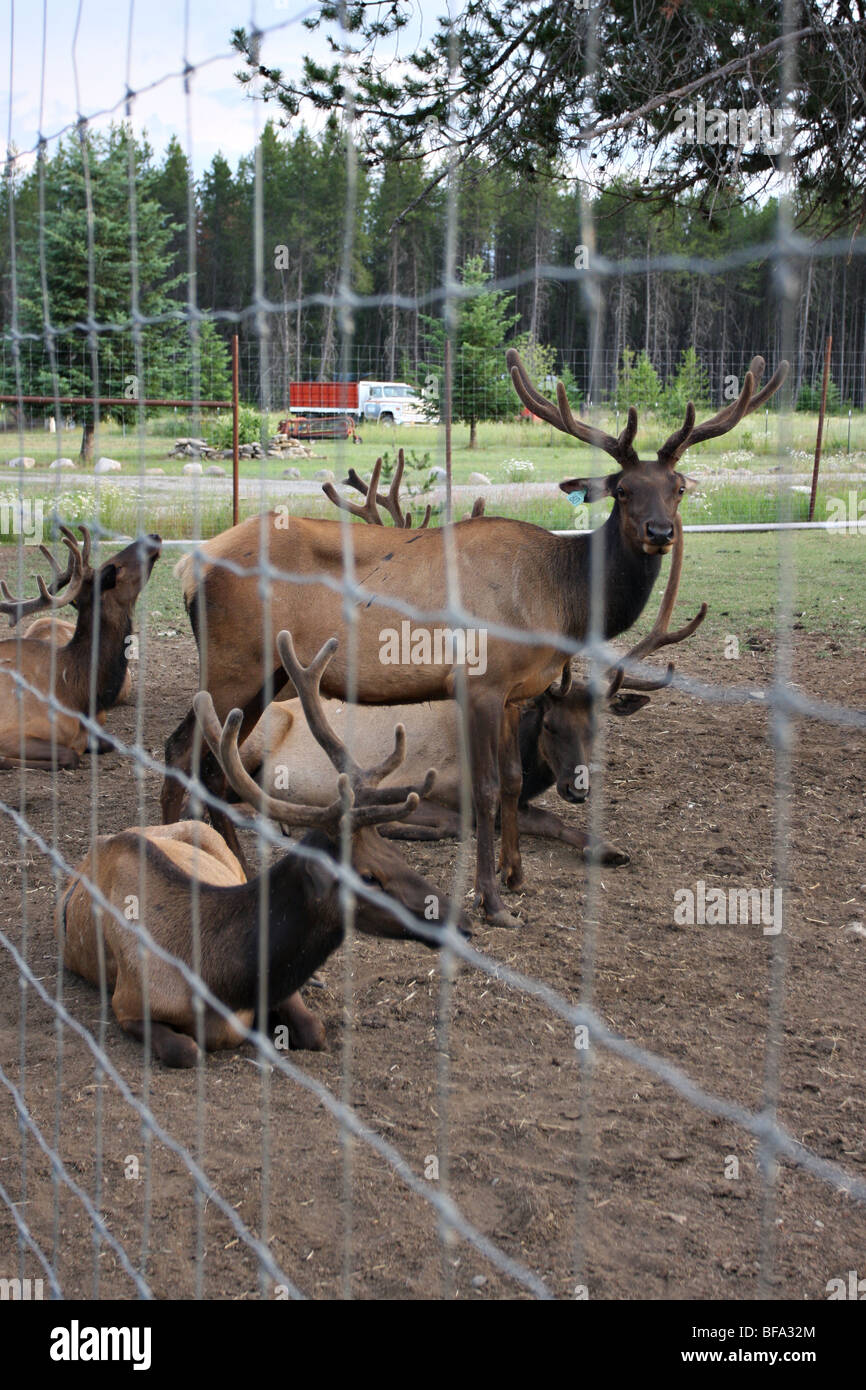 Domestic elk behind a tall wire fence Stock Photo - Alamy