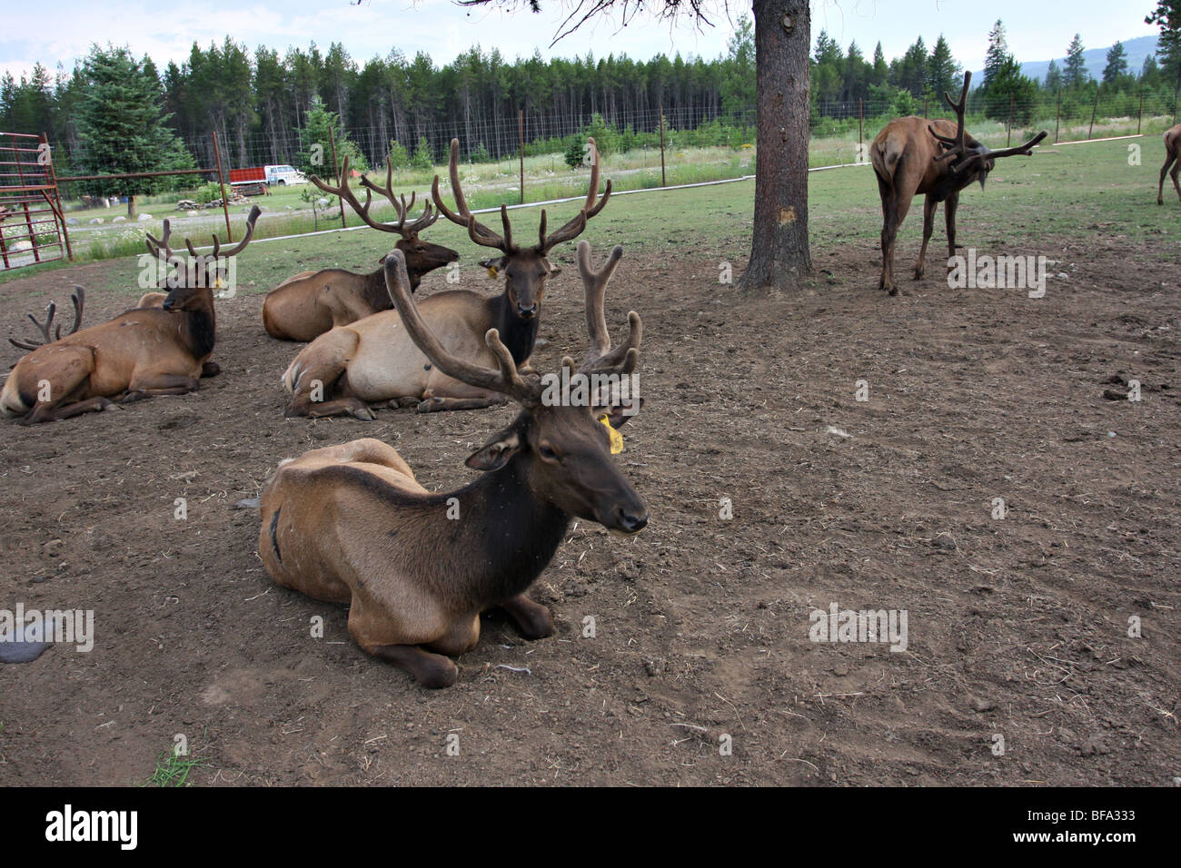 Domestic elk lying down in the afternoon Stock Photo - Alamy