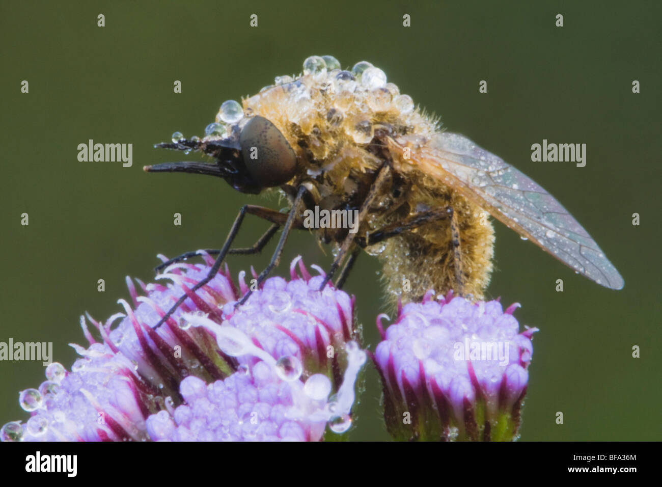 Fly (Diptera), dew covered on flower, Angier, North Carolina, USA Stock ...
