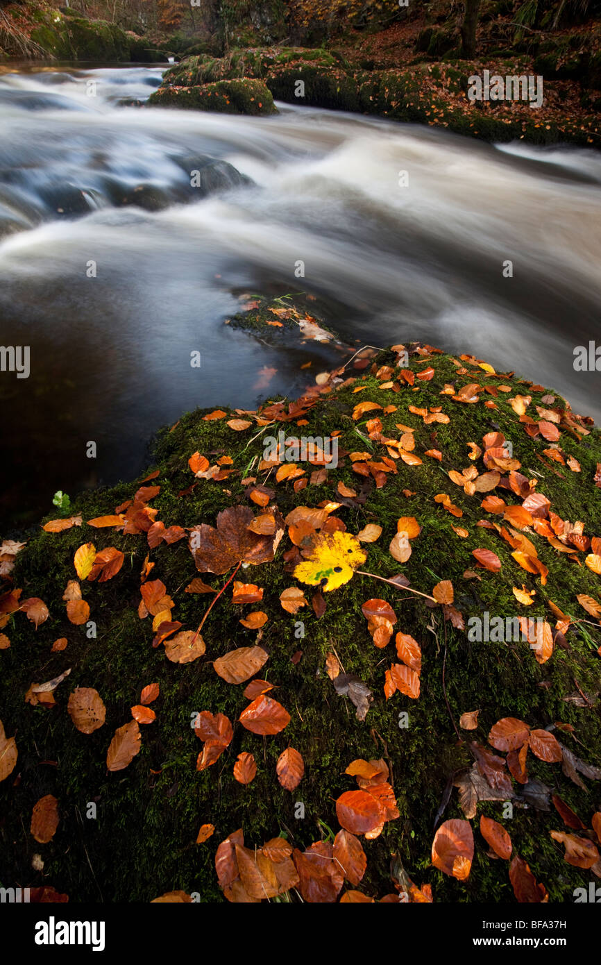Autumn colours on the River Devon, Devon Gorge, by Rumbling Bridge ...