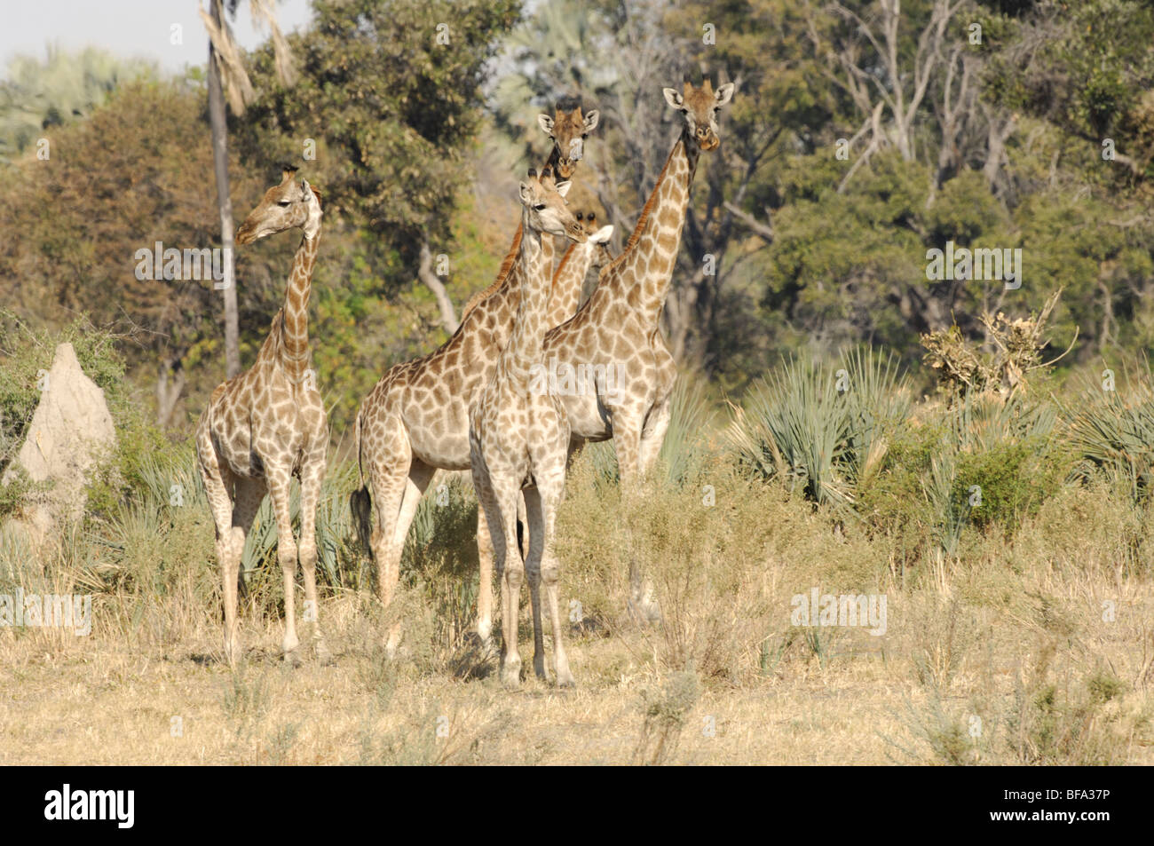 Stock photo of a group of giraffes standing at the edge of the woodland ...