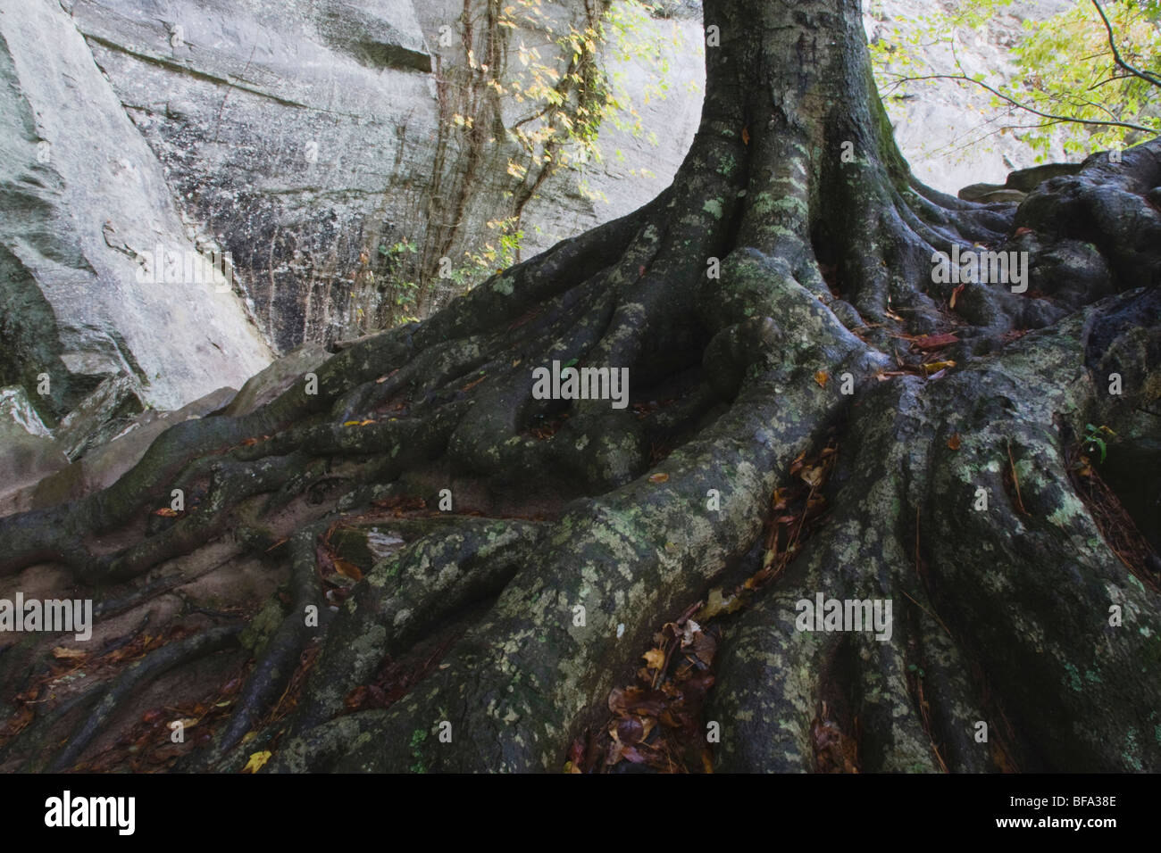 American Beech (Fagus grandifolia), tree roots and rock wall, Raven ...