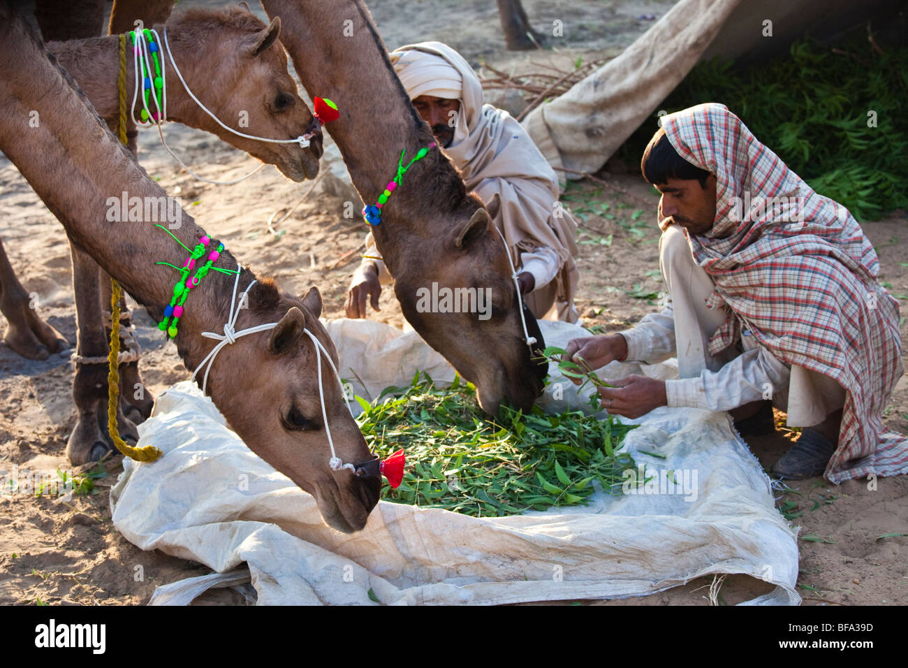 Camels eating at the Camel Fair in Pushkar India Stock Photo - Alamy