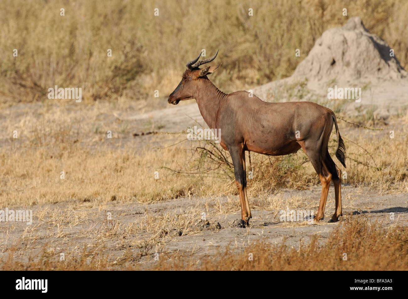 Stock photo of a tsessebe (Damaliscus lunatus) standing near a termite ...
