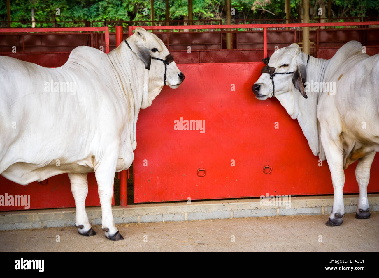 Brahman brahma zebu bos primigenius hi-res stock photography and images ...