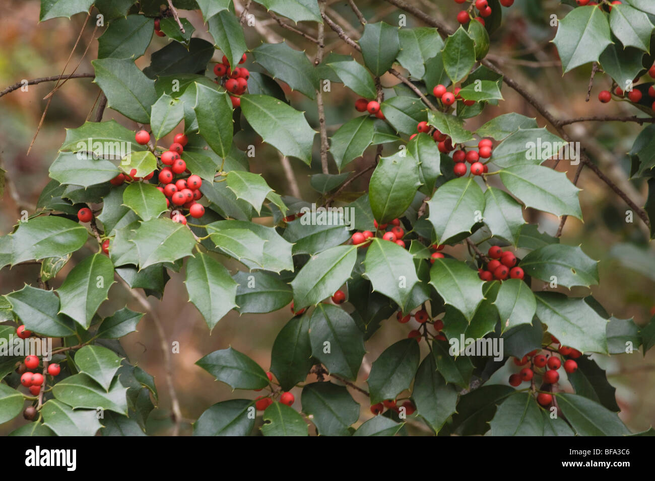 American Holly (Ilex opaca), berries, Raleigh, North Carolina, USA ...