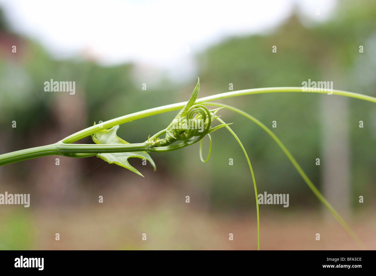 baby marrow vine plant against blurred background Stock Photo - Alamy