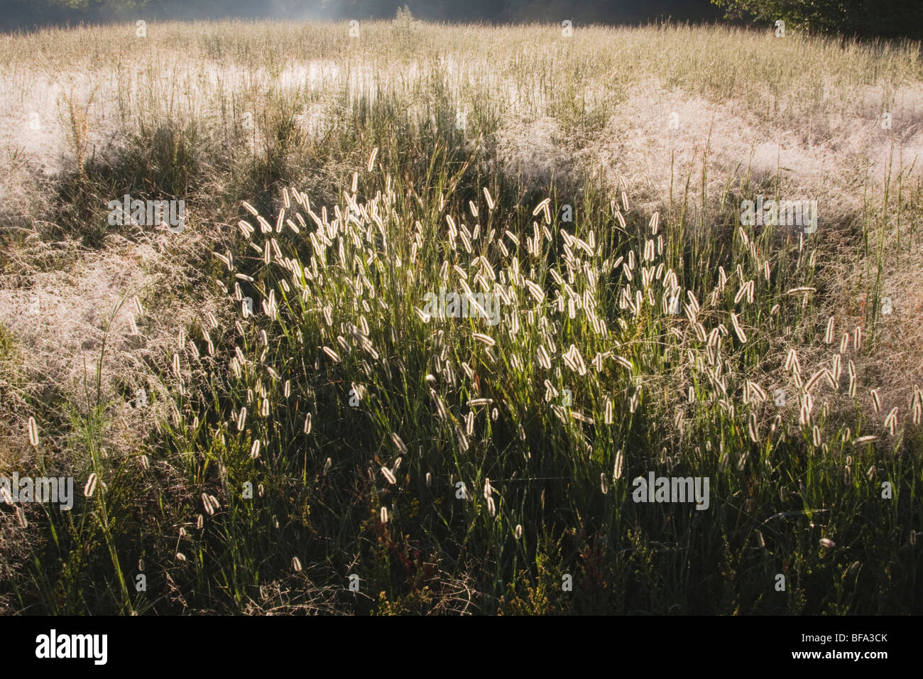 Raleigh parks hi-res stock photography and images - Alamy