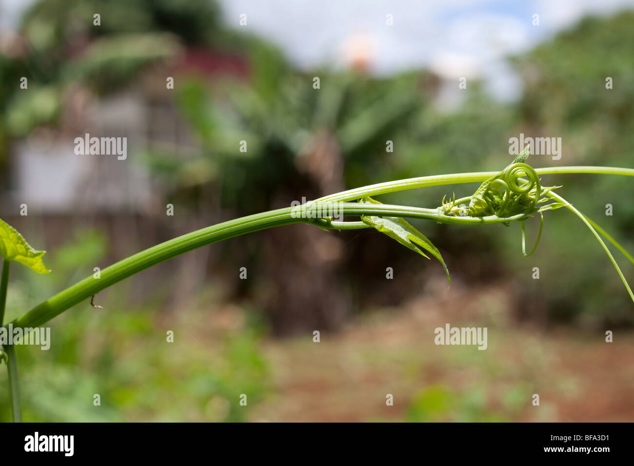 baby marrow vine plant against blurred background Stock Photo - Alamy