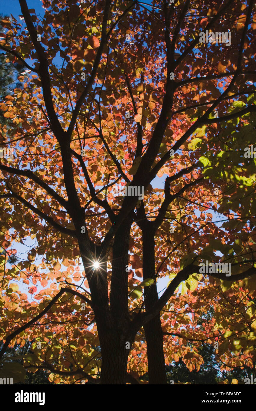 Flowering dogwood (Cornus florida), sun shining through fall leaves ...
