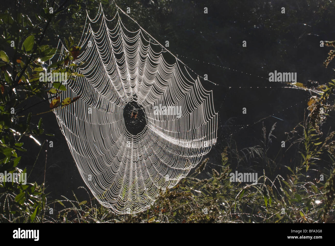 Spider web covered in dew, Lillington, North Carolina, USA Stock Photo ...