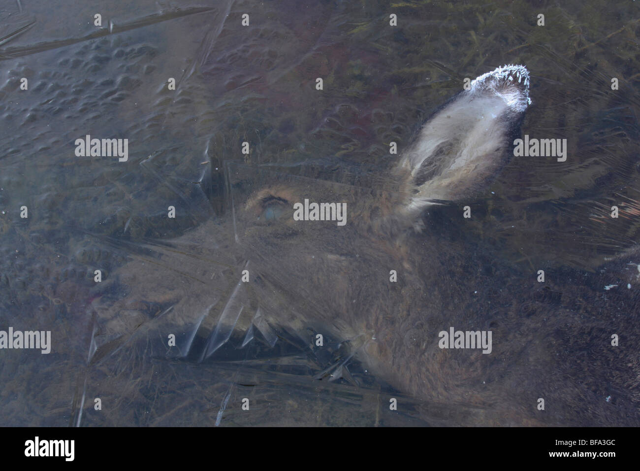 White-tailed Deer (Odocoileus virginianus), dead doe in frozen pond ...