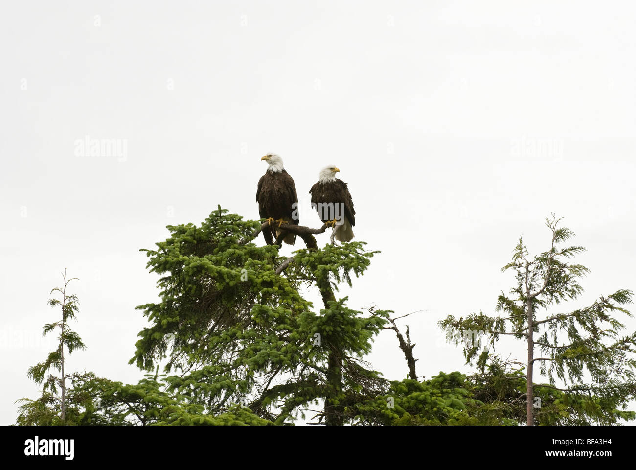 Bald eagles near Juneau, Alaska Stock Photo - Alamy