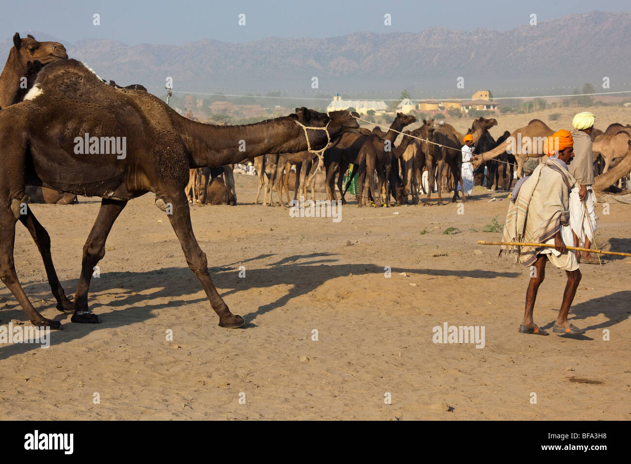 Rajput man leading a camel at the Camel Fair in Pushkar India Stock ...